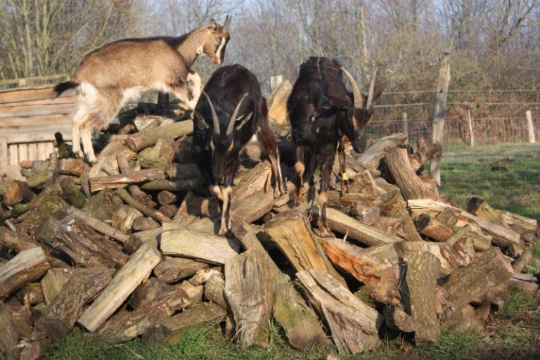 Are Goats Smart? Revealing Goat Intelligence - Goat Journal